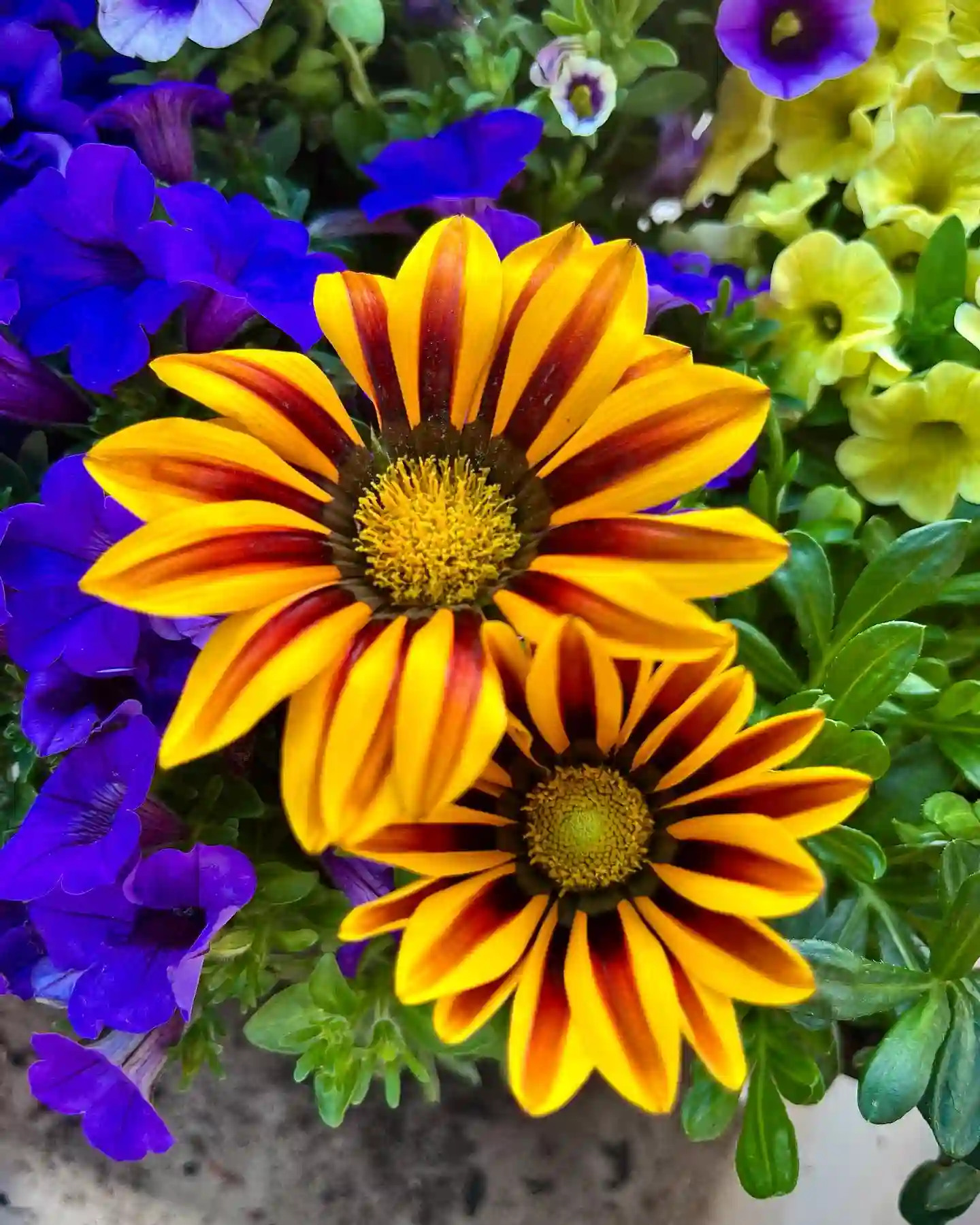 Plant FAQs: Gazania Rigens - Treasure Flower