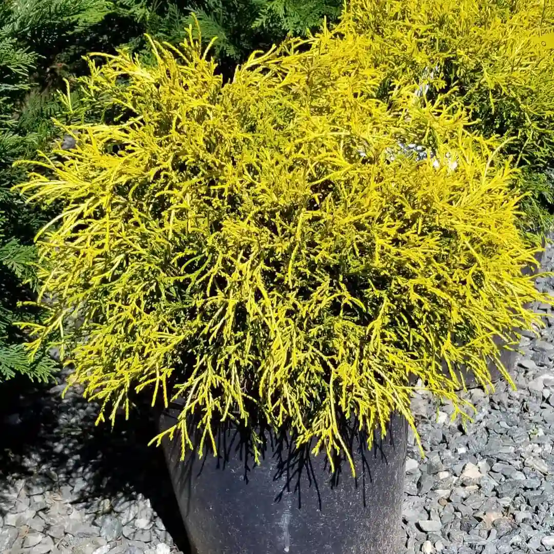 Plant FAQs: Gold Mop Cypress - Chamaecyparis Pisifera Golden Mop