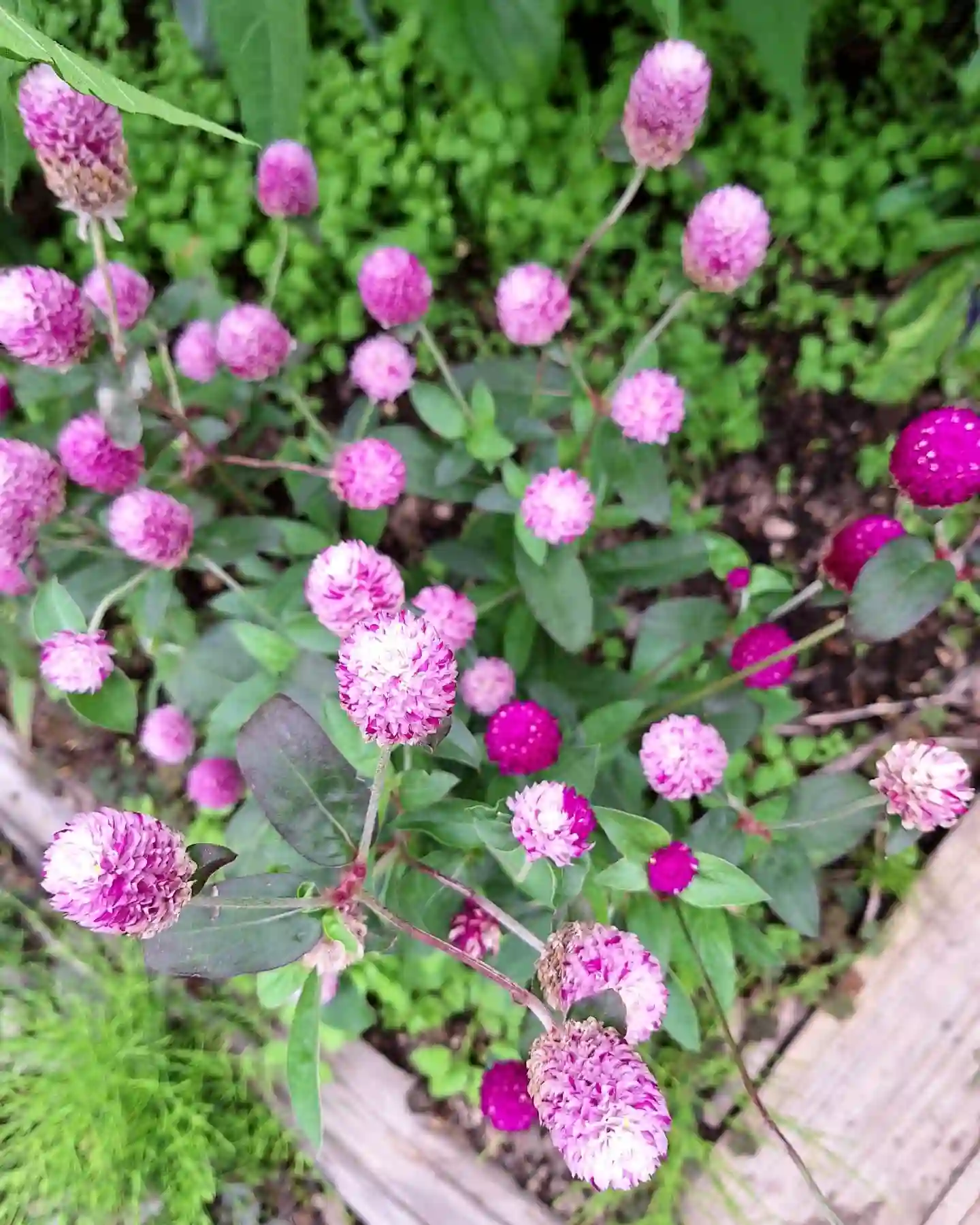 Plant FAQs: Gomphrena