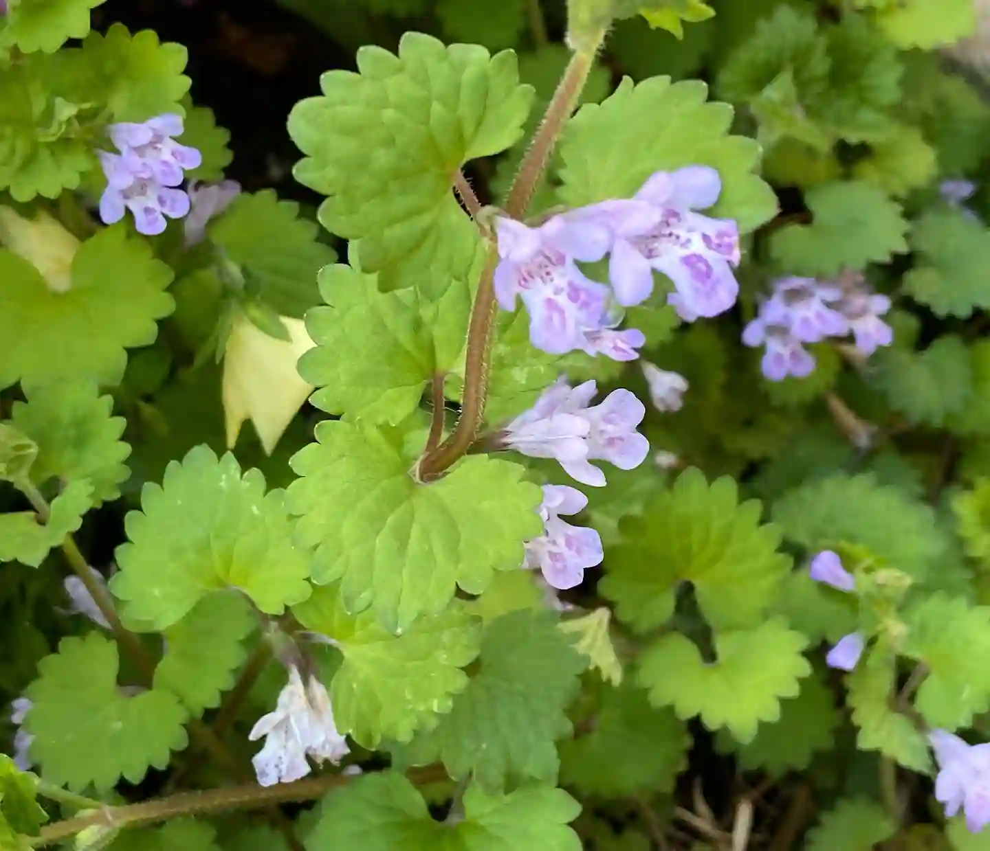 Plant FAQs: Ground Ivy - Glechoma Hederacea