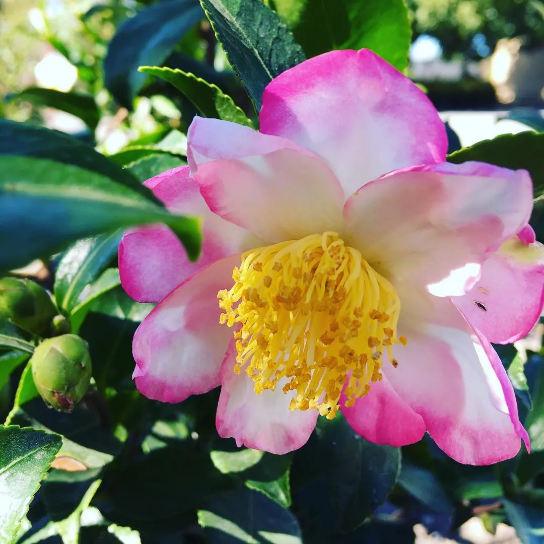 Plant FAQs: Hana Jiman Camellia