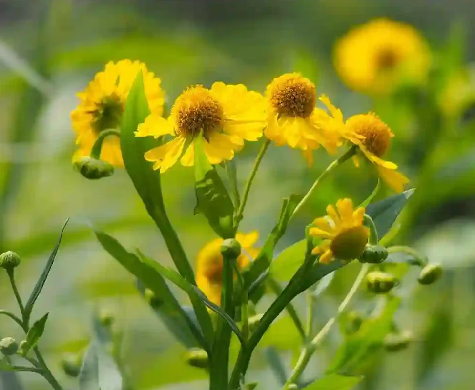 Plant FAQs: Helenium Autumnale - Sneezeweed