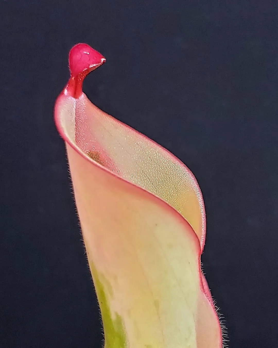 Plant FAQs: Heliamphora Flamingo