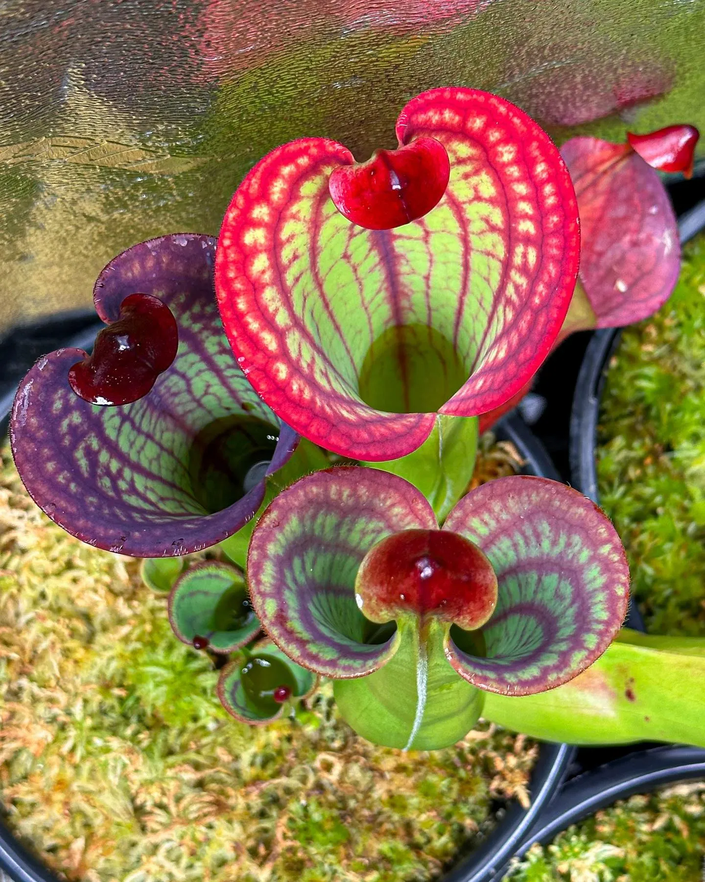 Plant FAQs: Heliamphora Macdonaldae