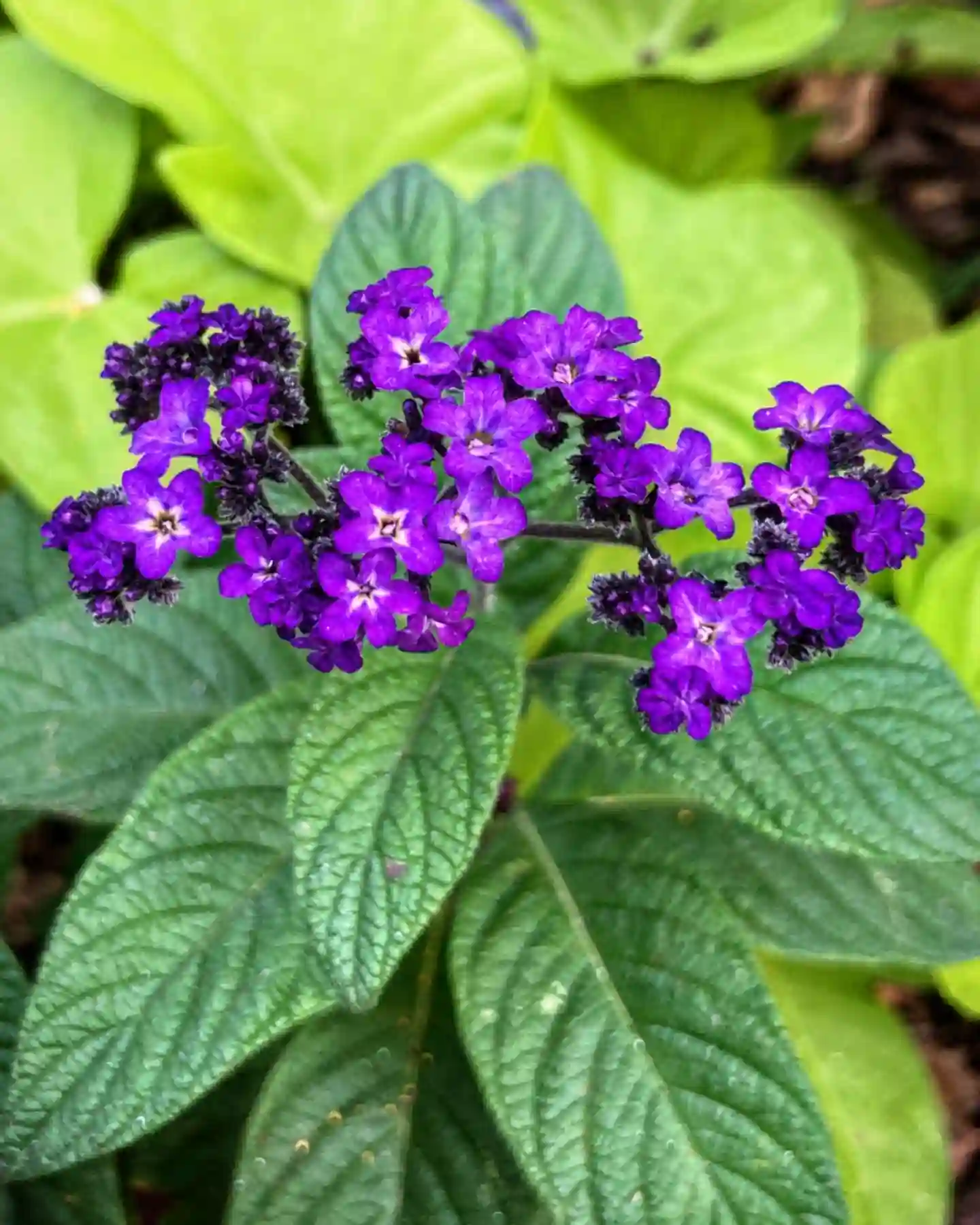 Plant FAQs: Heliotrope - Heliotropium Arborescens