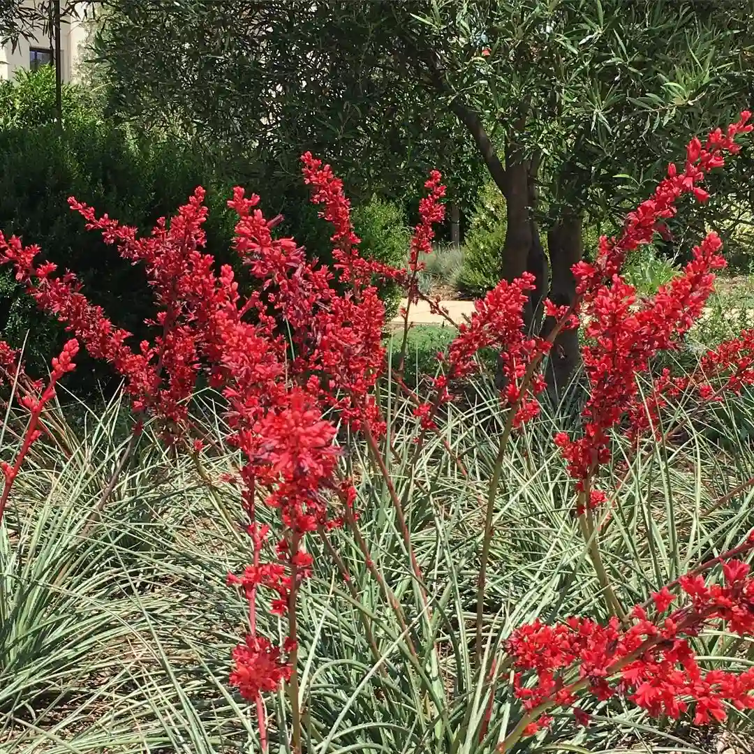 Plant FAQs: Hesperaloe Brakelights