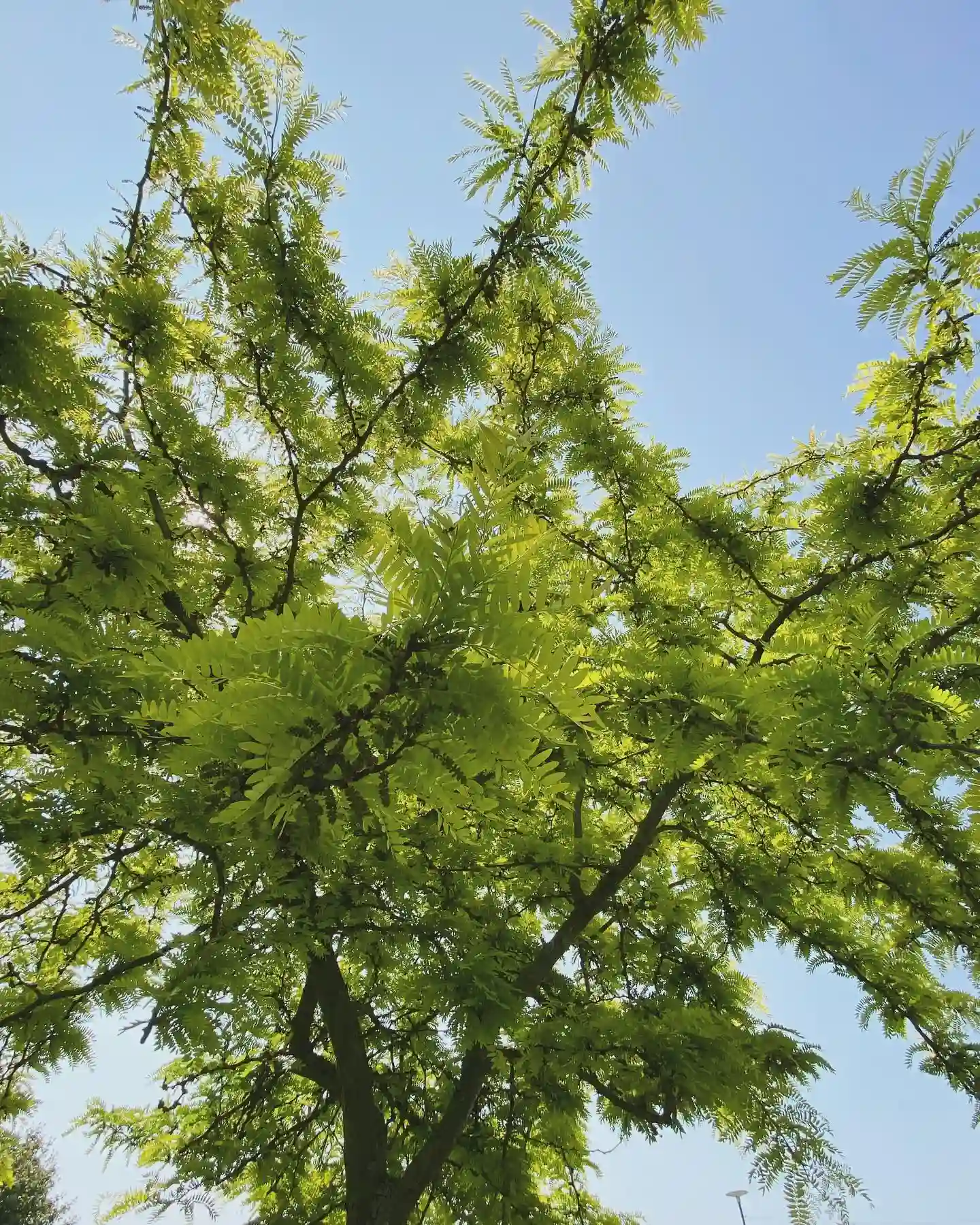 Plant FAQs: Honey Locust - Gleditsia Triacanthos