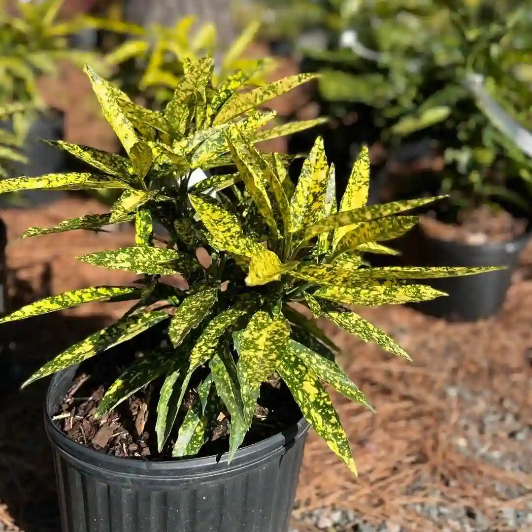 Plant FAQs: Hosoba Hoshifu Aucuba - Aucuba Japonica 'Hosoba Hoshifu'