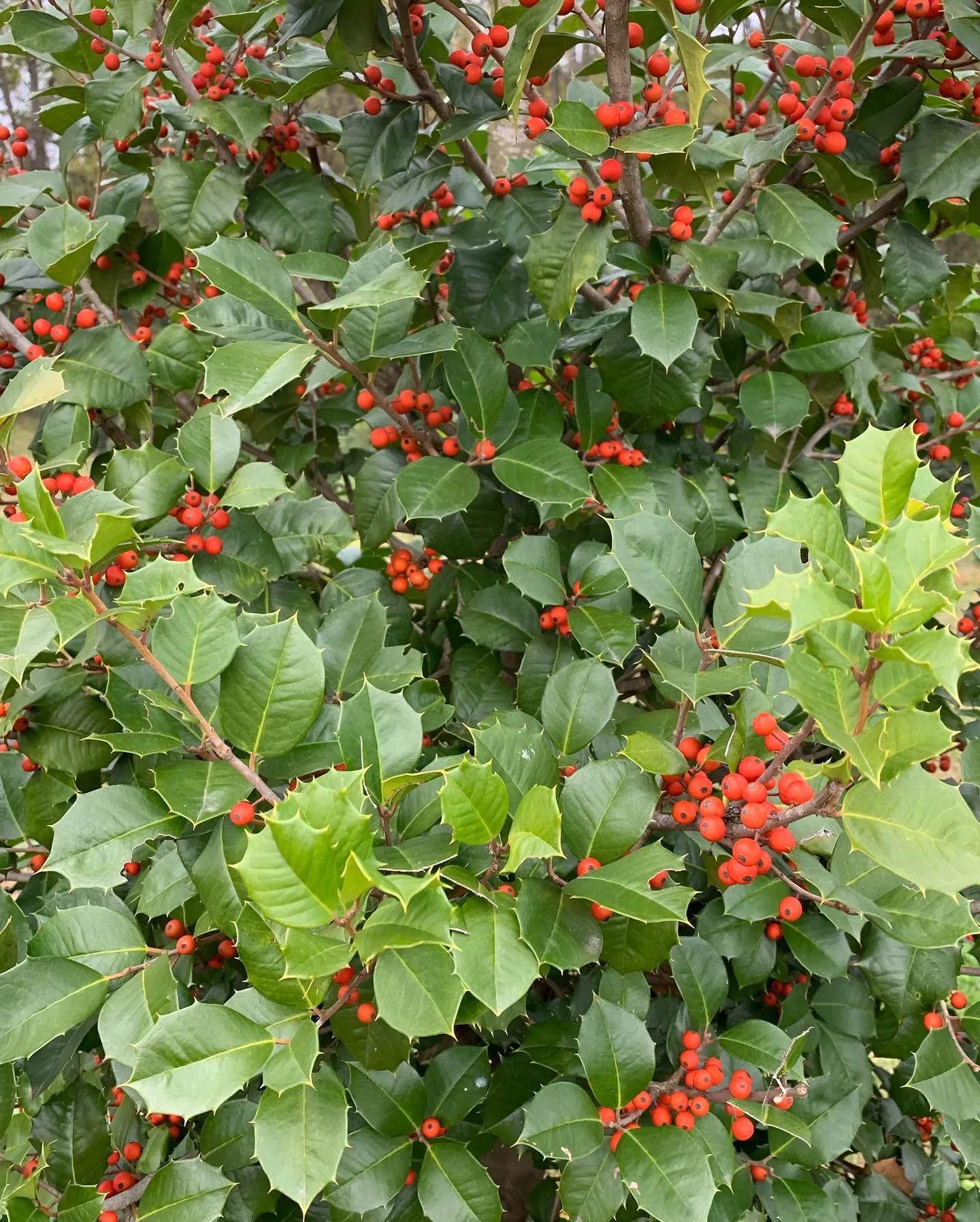 Plant FAQs: Ilex Opaca Satyr Hill