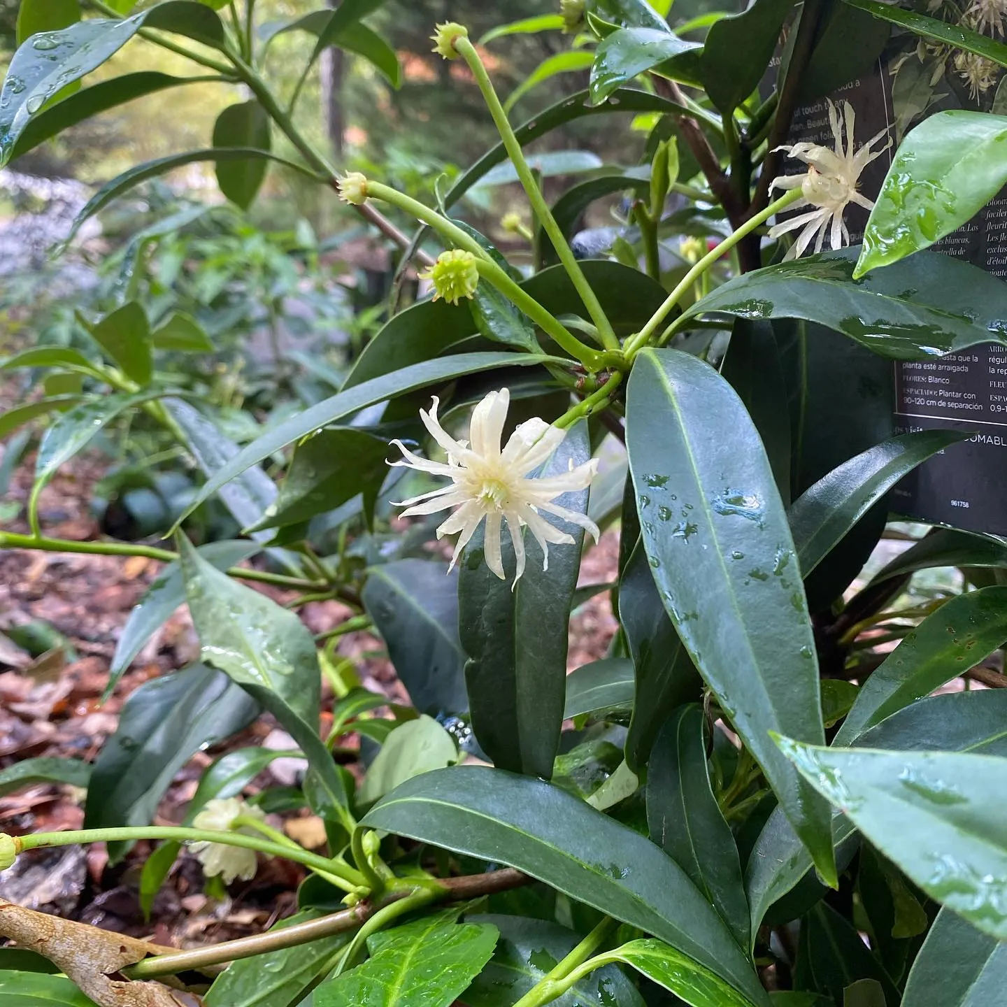 Plant FAQs: Illicium Orion