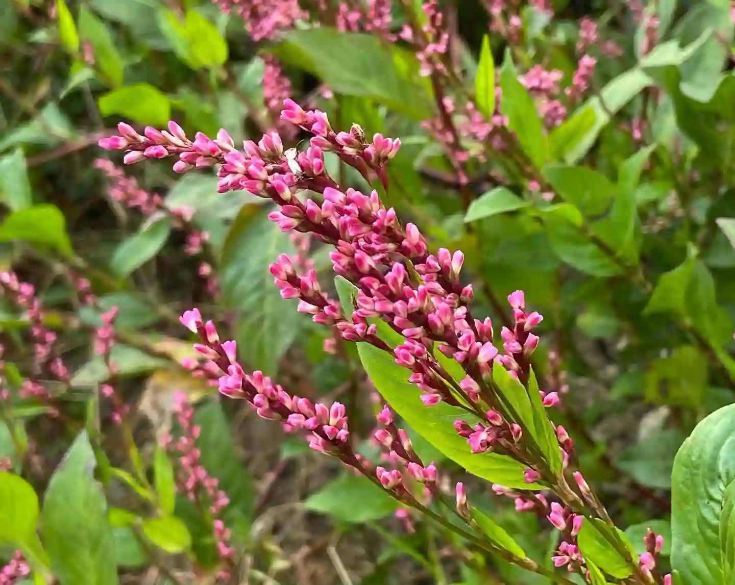 Plant FAQs: Indigo Plant - Indigofera Tinctoria