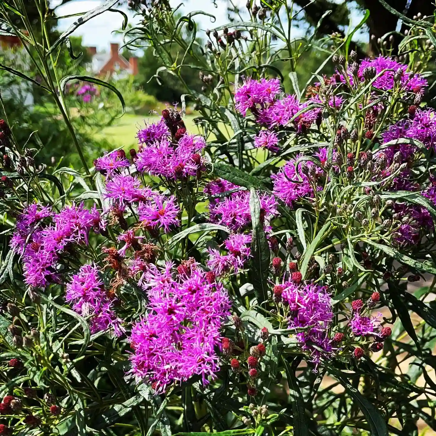 Plant FAQs: Ironweed - Vernonia Fasciculata