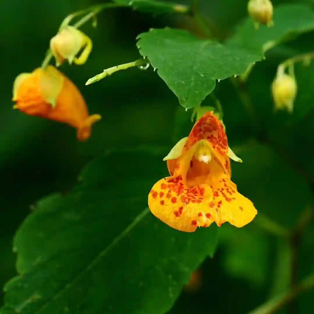 Plant FAQs: Jewelweed - Impatiens Capensis