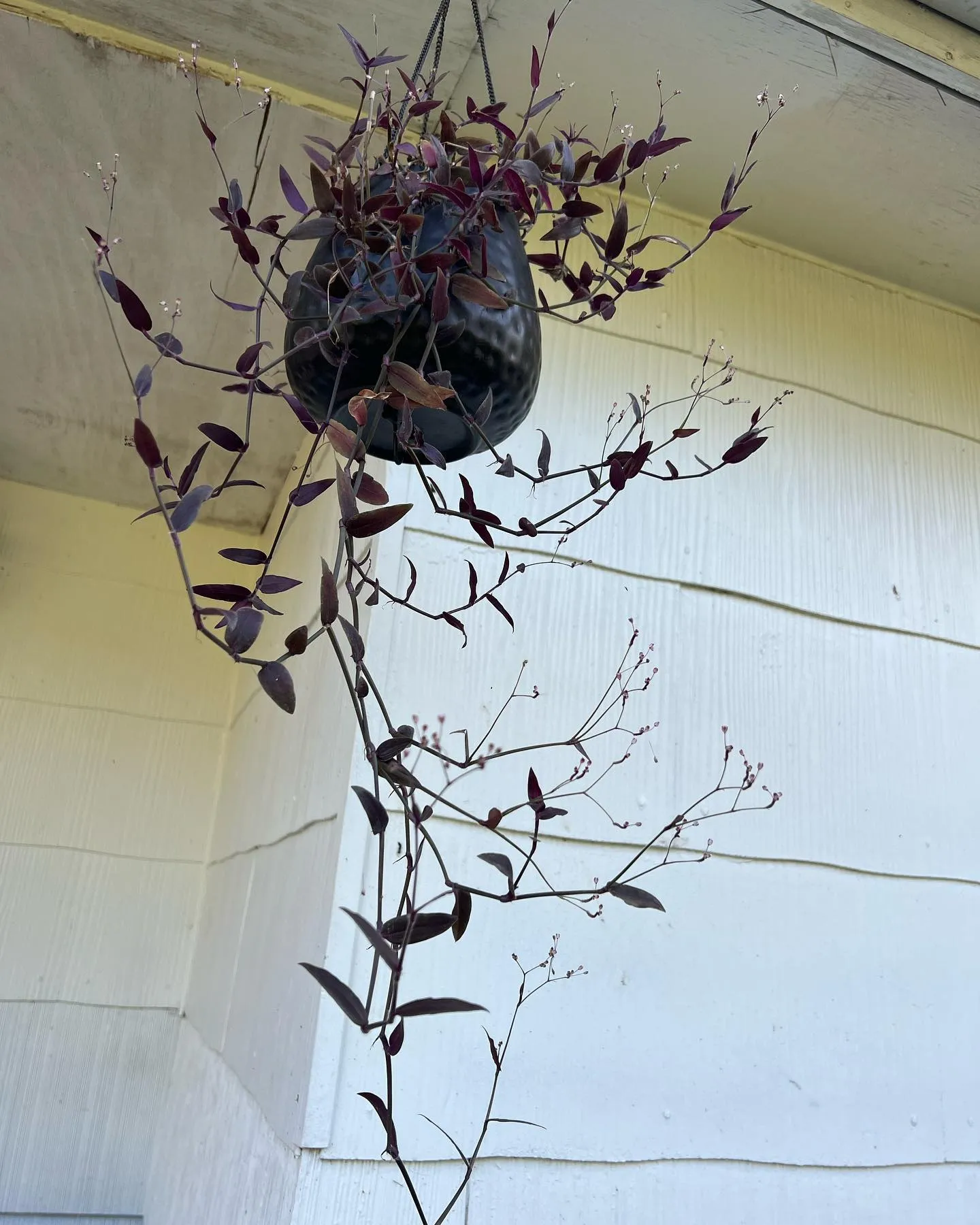 Plant FAQs: Jose Puig Tradescantia