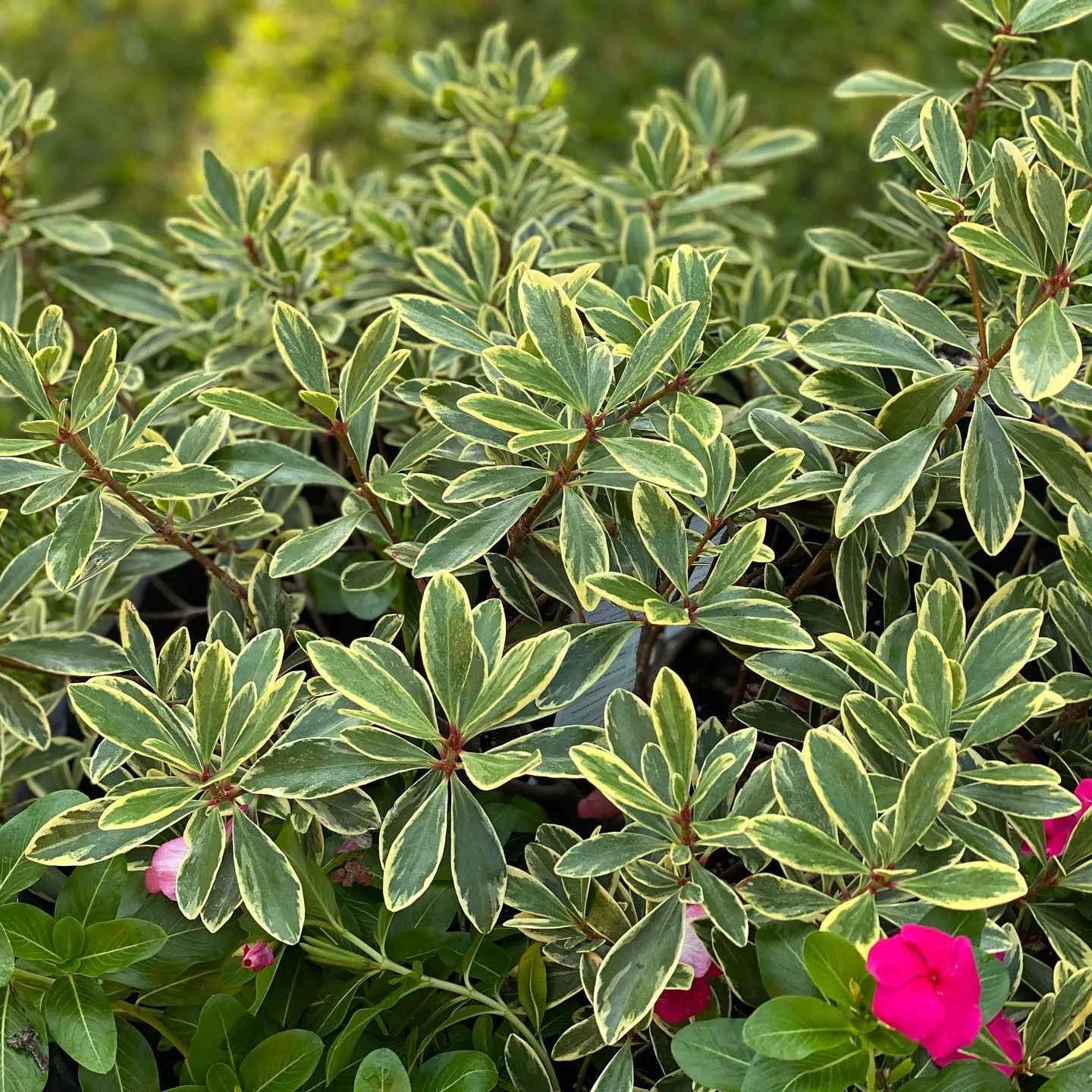 Plant FAQs: Juliet Cleyera
