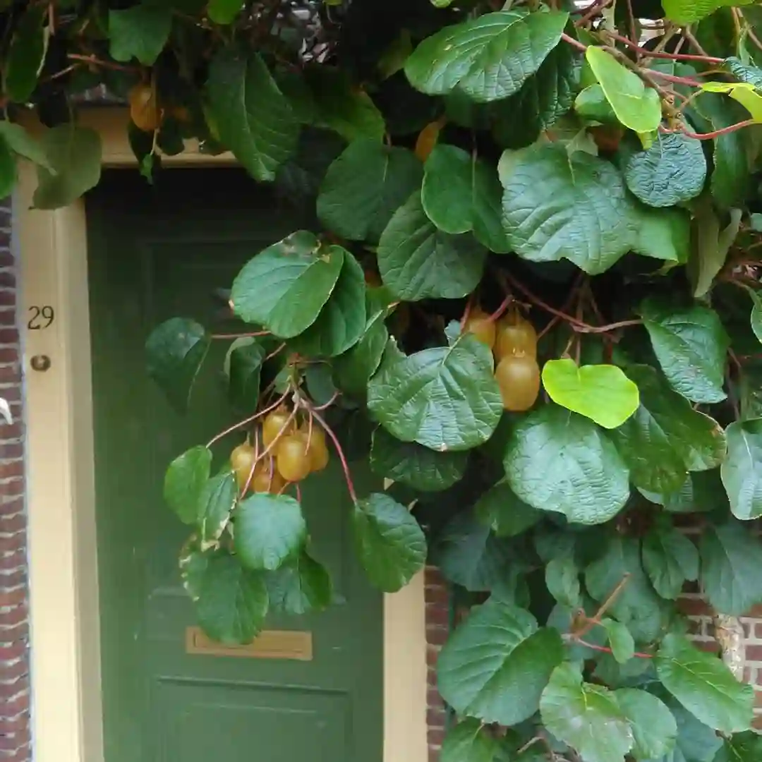 Plant FAQs: Kiwi Plant - Actinidia Chinensis