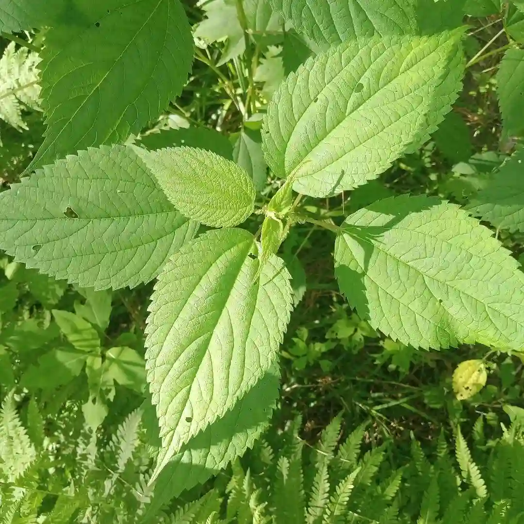 Plant FAQs: Laportea Canadensis - Canadian Wood Nettle