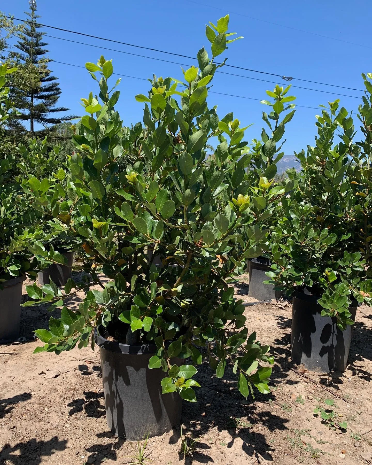Plant FAQs: Laurus Nobilis Saratoga
