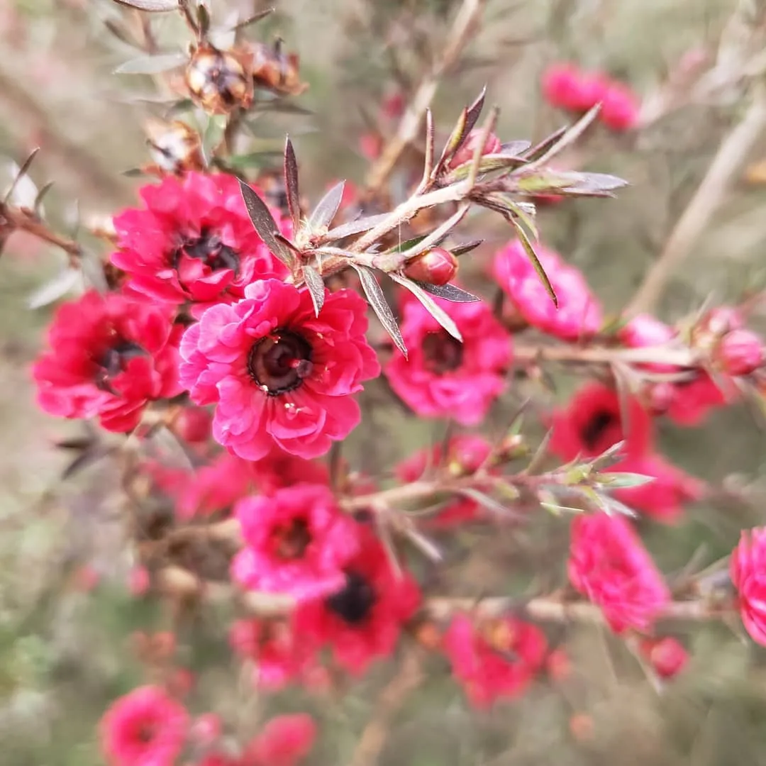 Plant FAQs: Leptospermum Ruby Glow