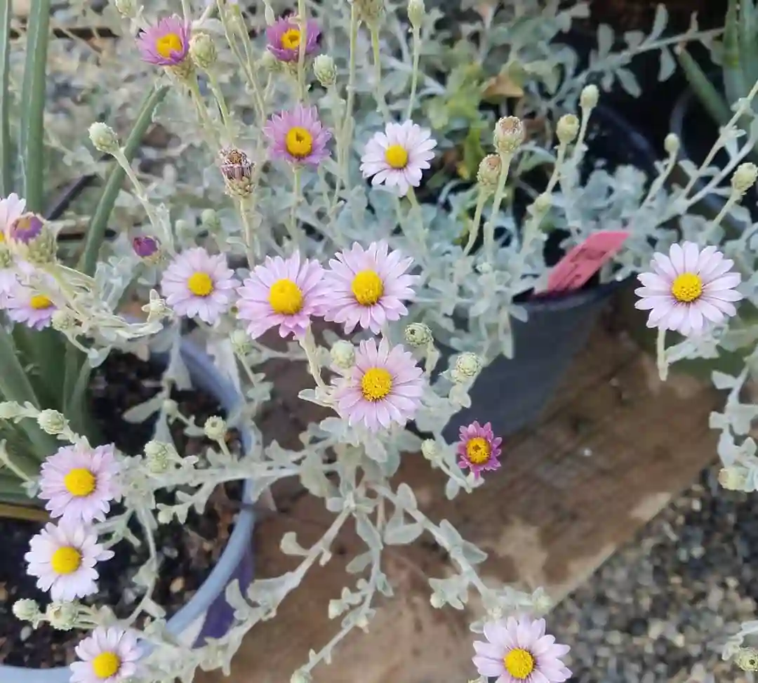 Plant FAQs: Lessingia Filaginifolia