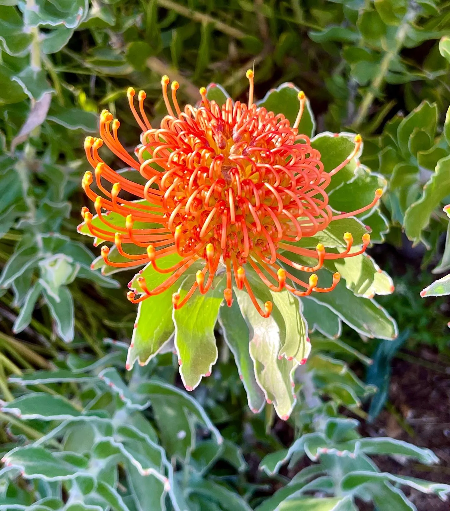 Plant FAQs: Leucospermum Sunrise