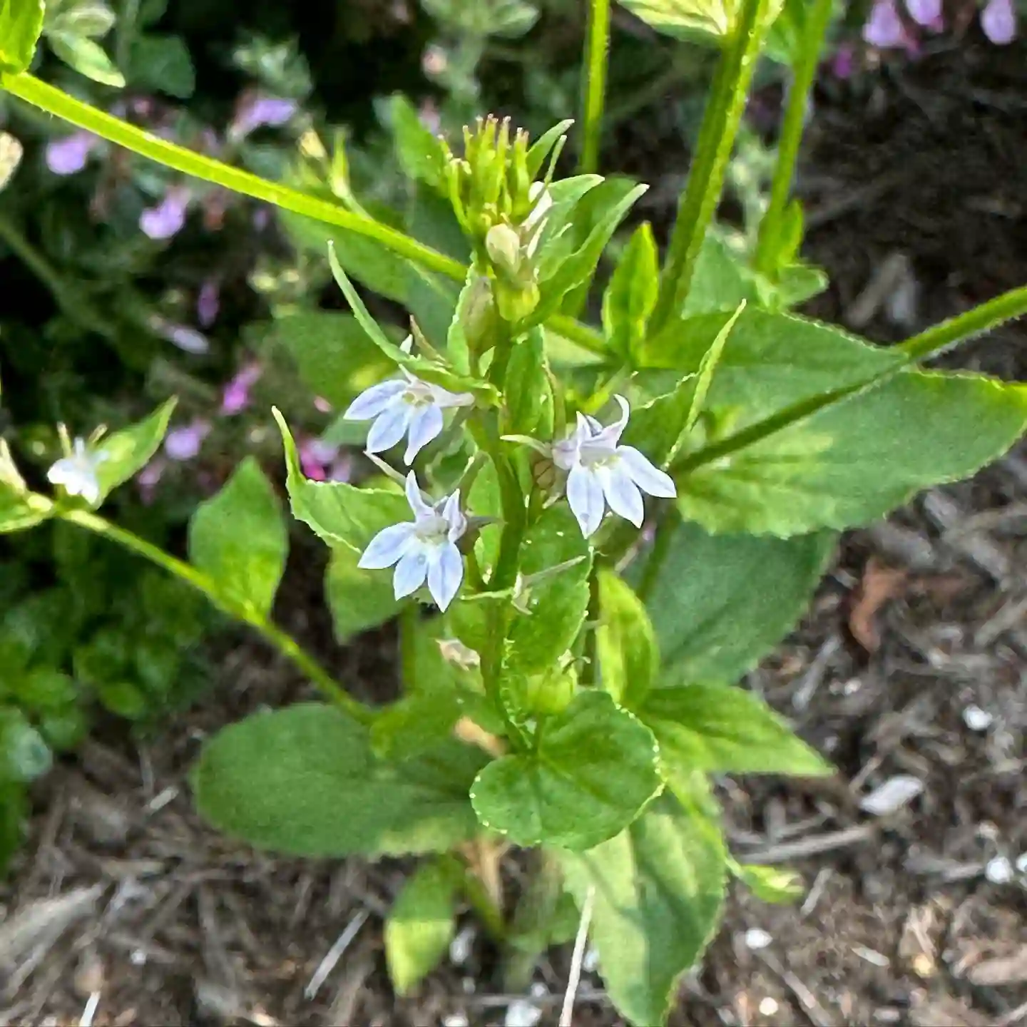 Plant FAQs: Lobelia Inflata - Indian Tobacco