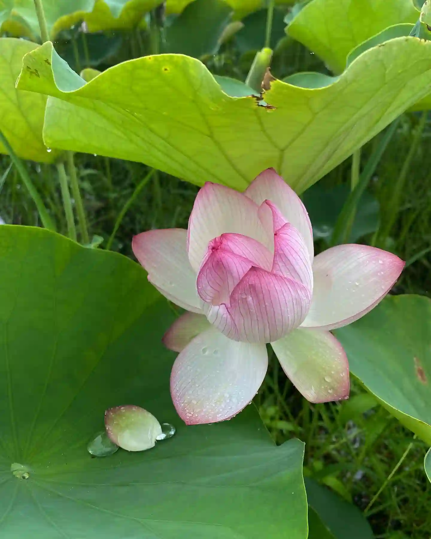 Plant FAQs: Lotus Plant - Nelumbo Nucifera
