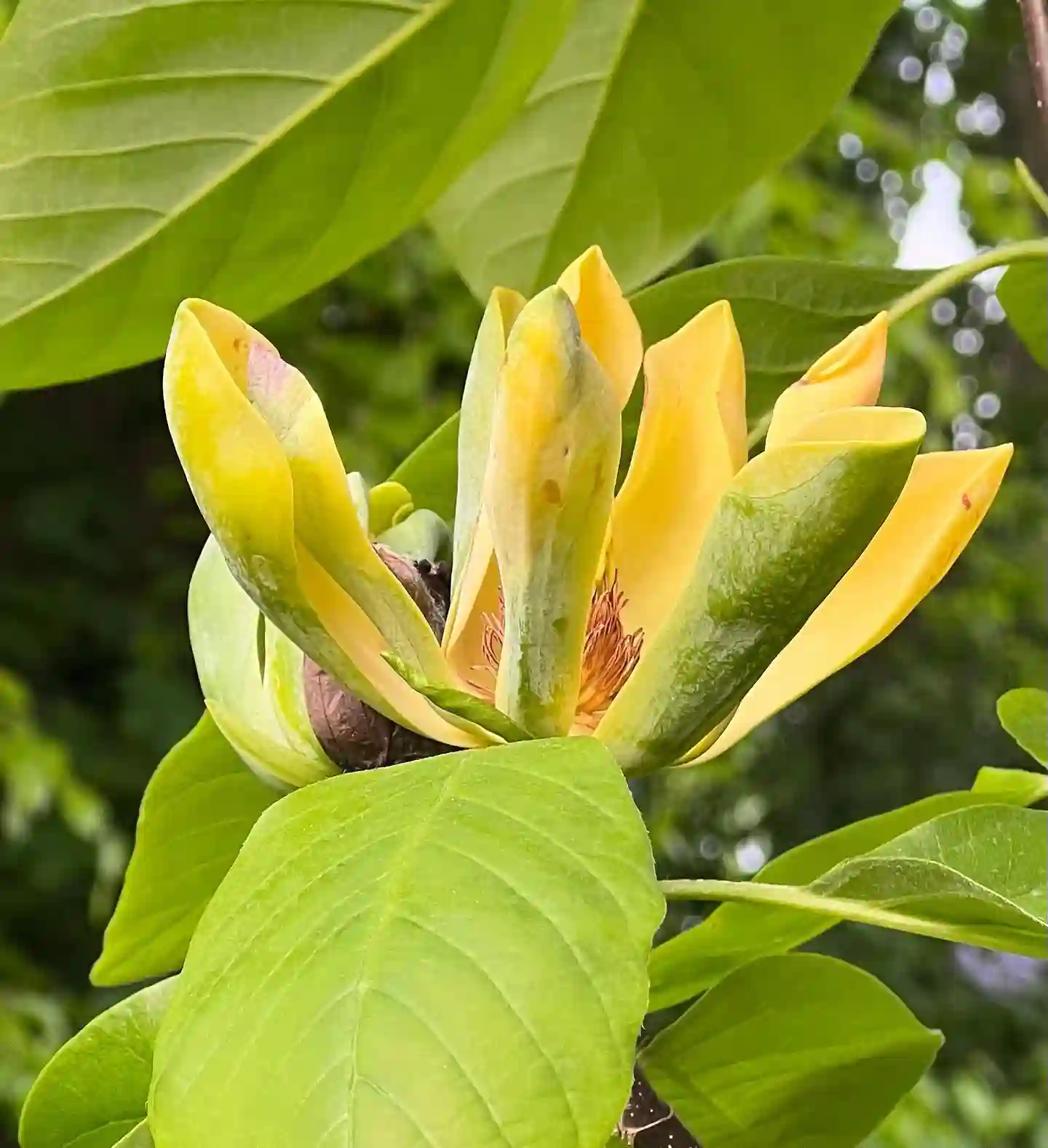 Plant FAQs: Magnolia Acuminata - Cucumber Tree