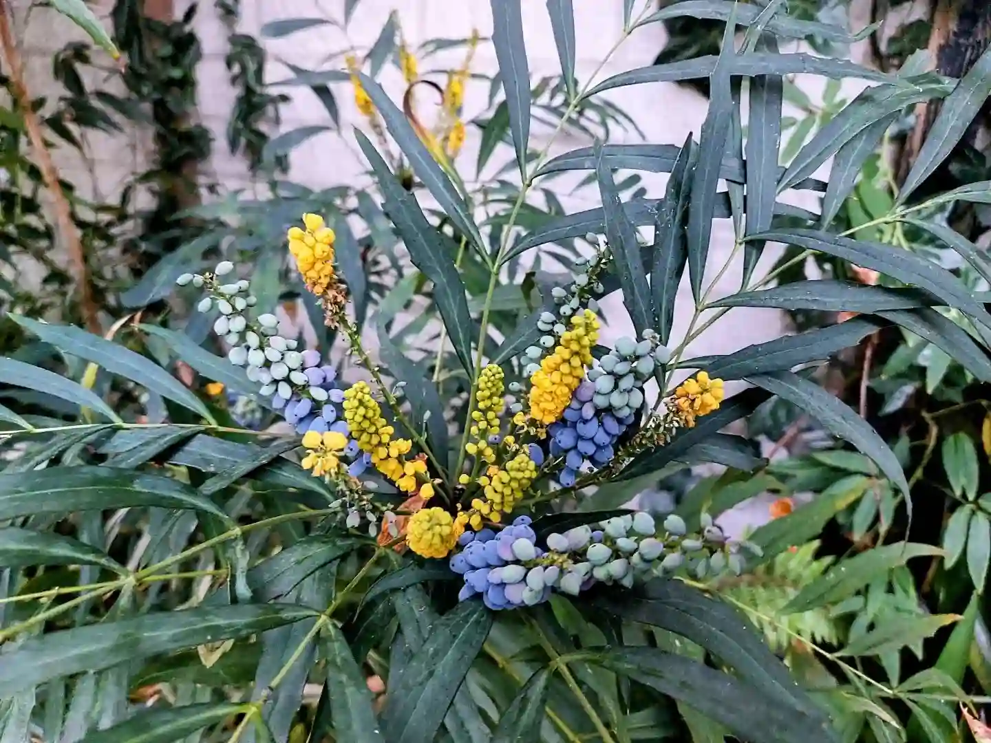 Plant FAQs: Mahonia Narihira