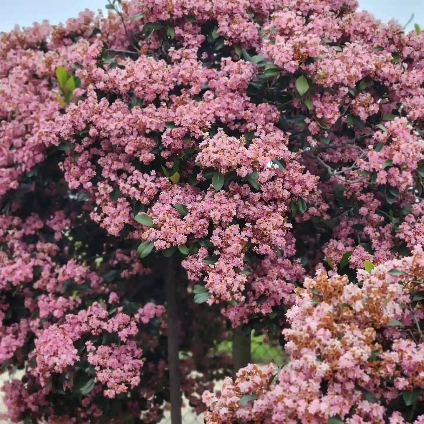 Plant FAQs: Majestic Beauty Rhaphiolepis - Rhaphiolepis x Montic