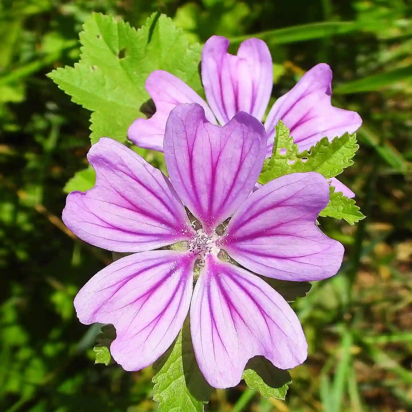 Plant FAQs: Malva Sylvestris - Common Mallow