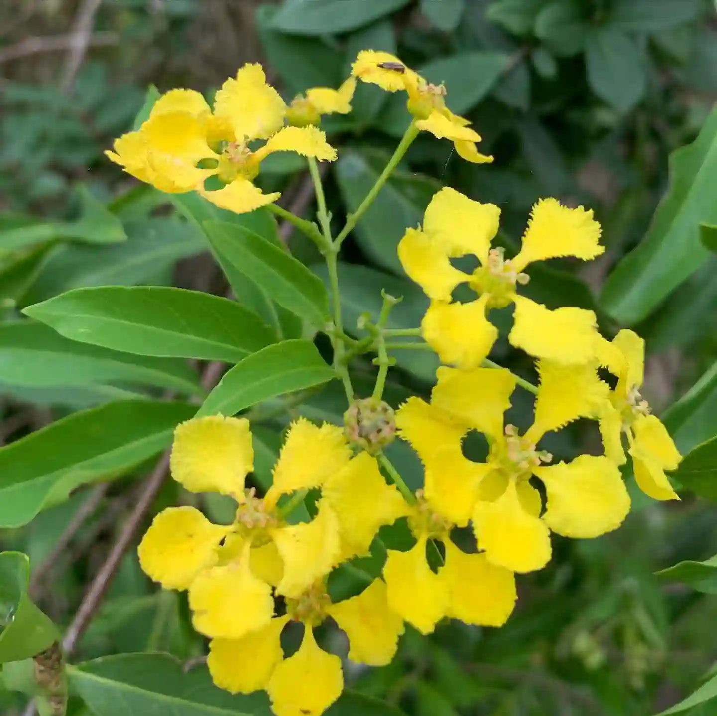 Plant FAQs: Mascagnia Macroptera - Callaeum Macropterum