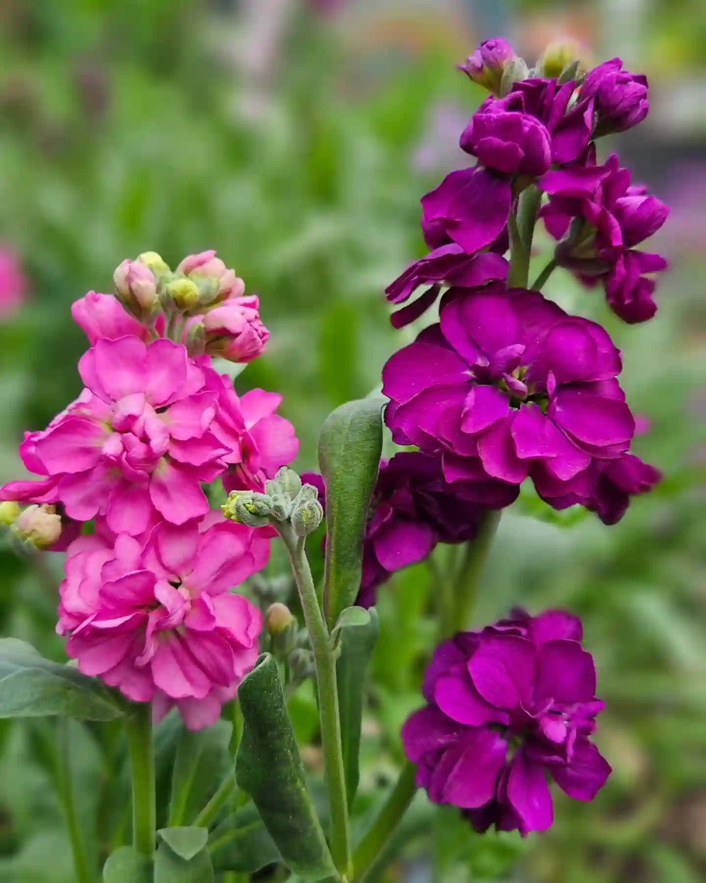 Plant FAQs: Matthiola Incana