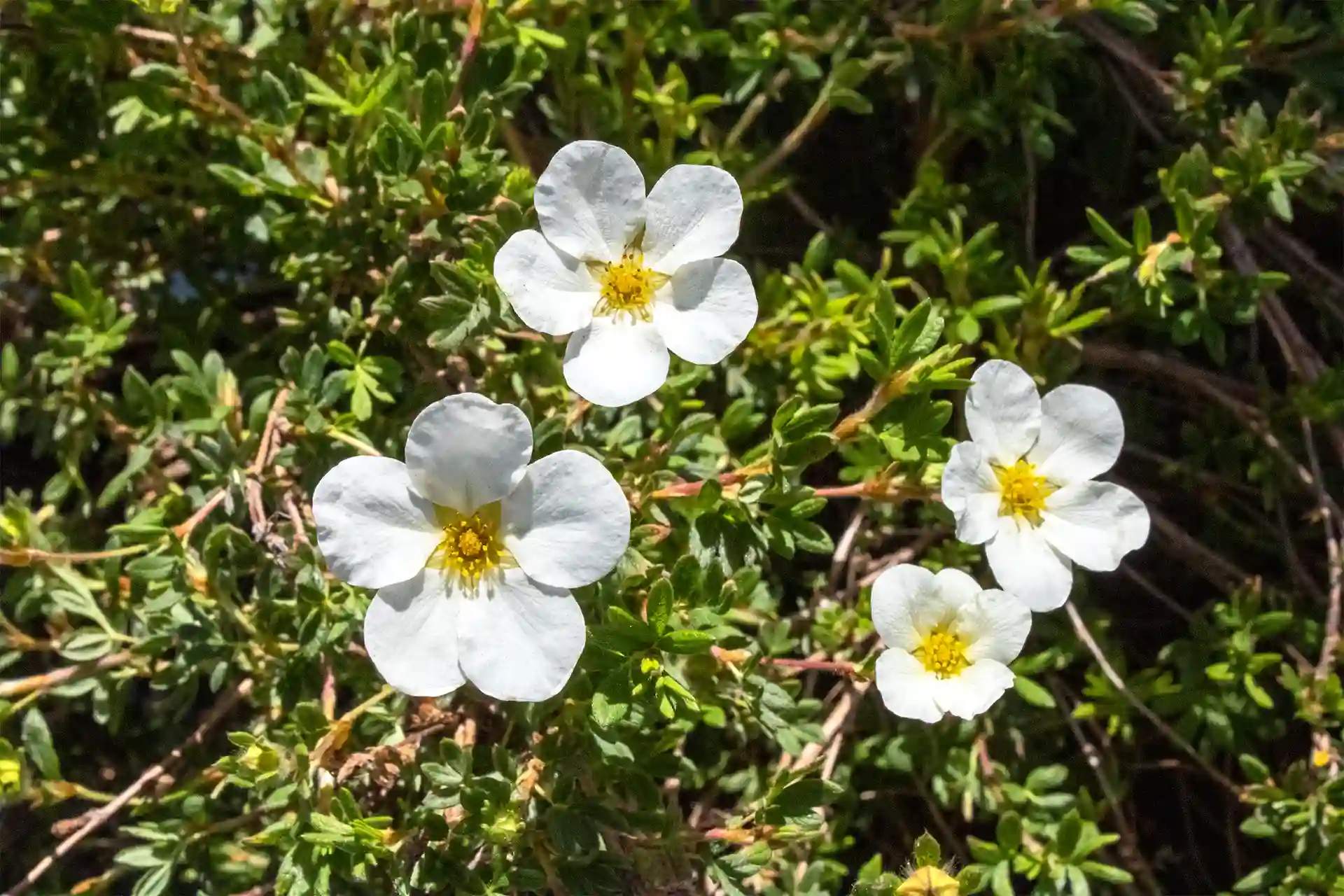 Plant FAQs: McKay's White Potentilla