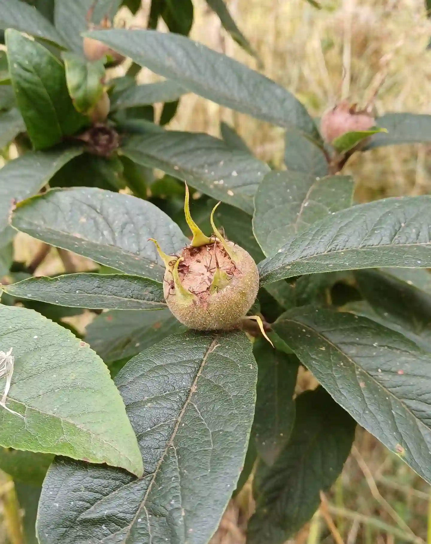 Plant FAQs: Medlar - Mespilus Germanica