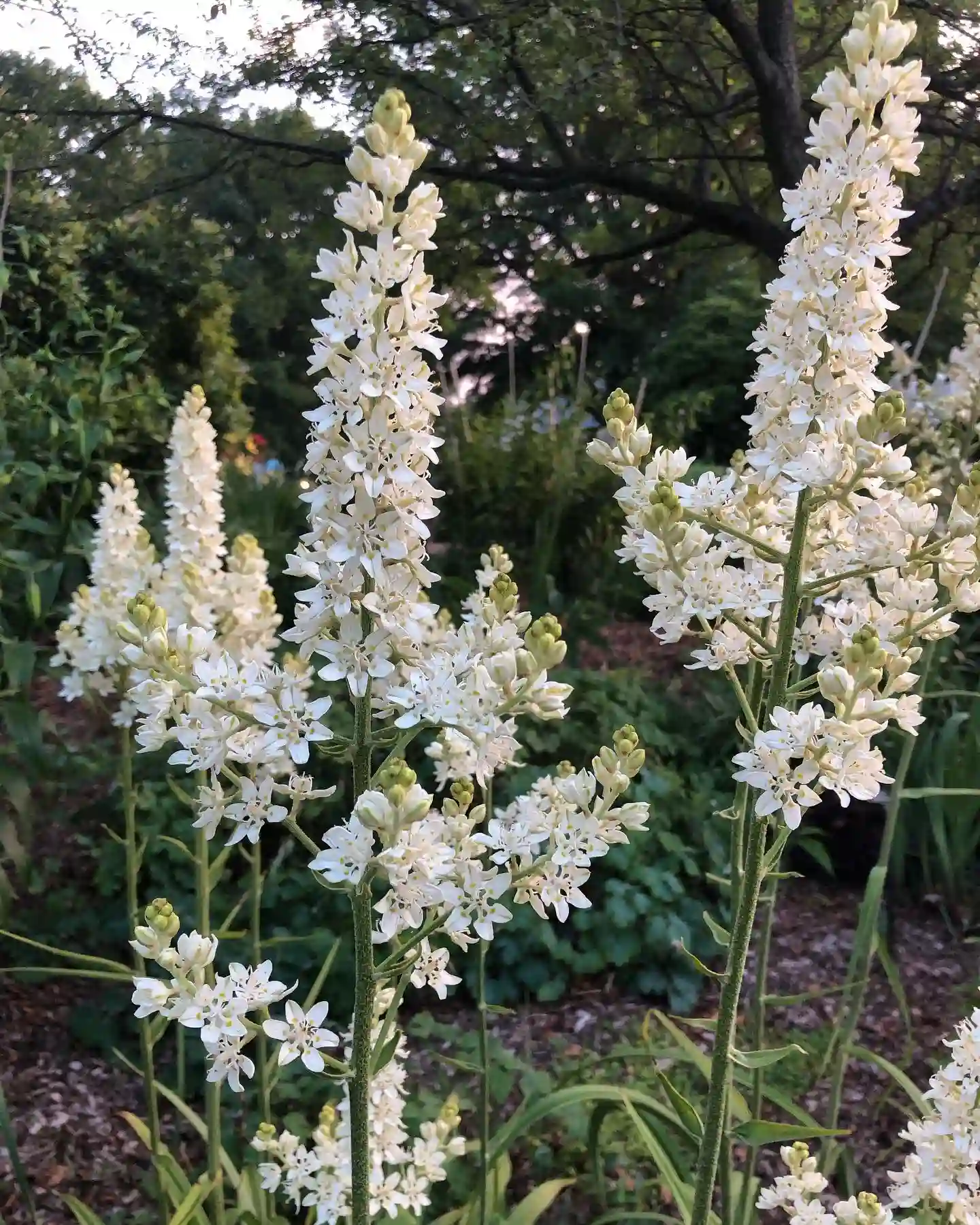 Plant FAQs: Melanthium Virginicum