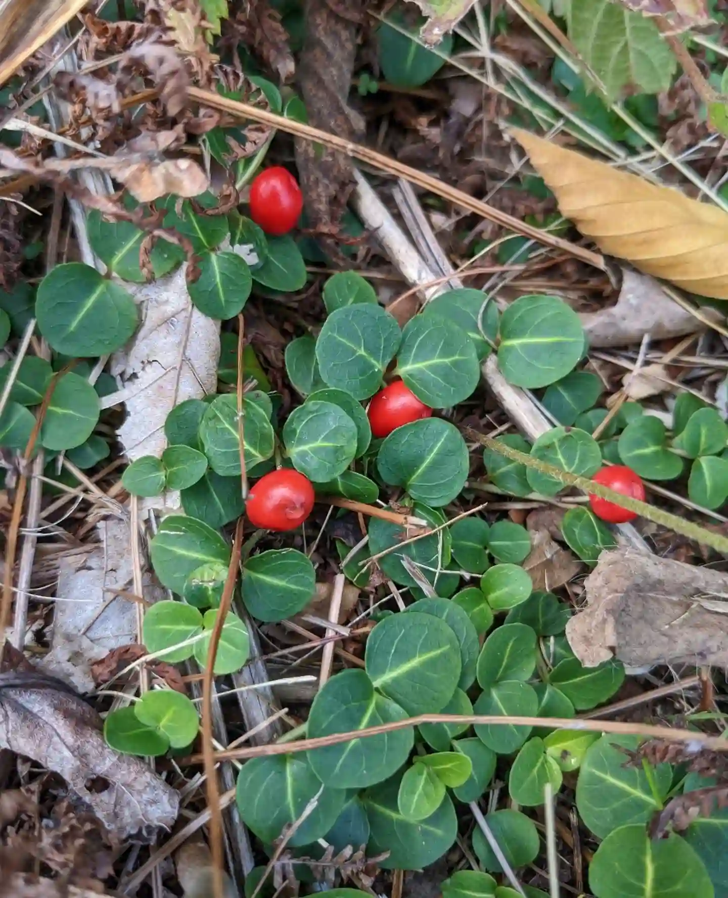 Plant FAQs: Mitchella Repens - Partridgeberry - Twinberry
