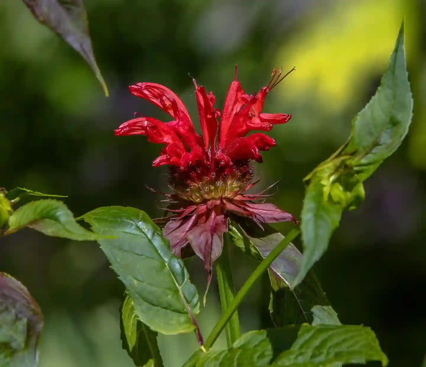 Plant FAQs: Monarda Didyma