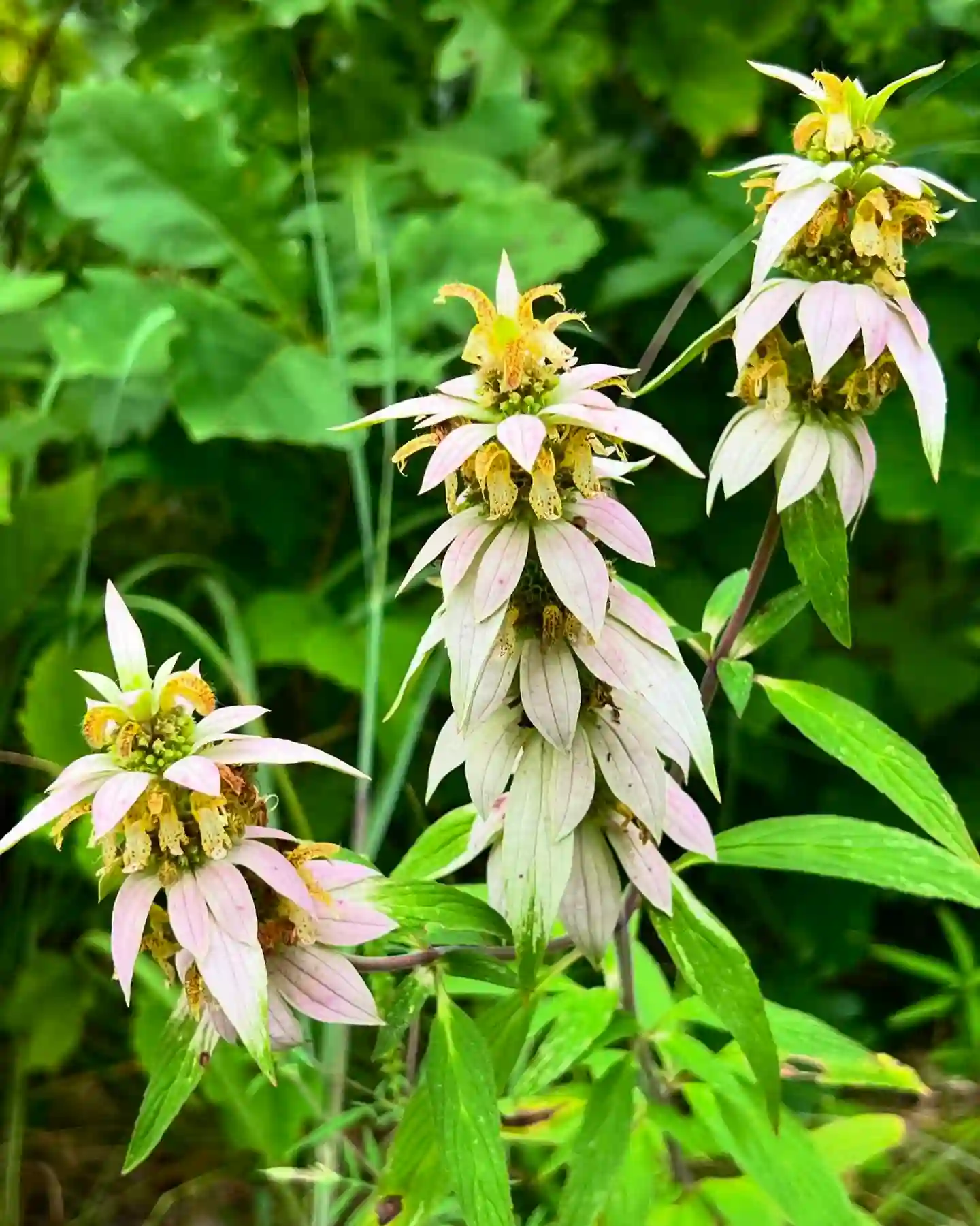 Plant FAQs: Monarda Punctata