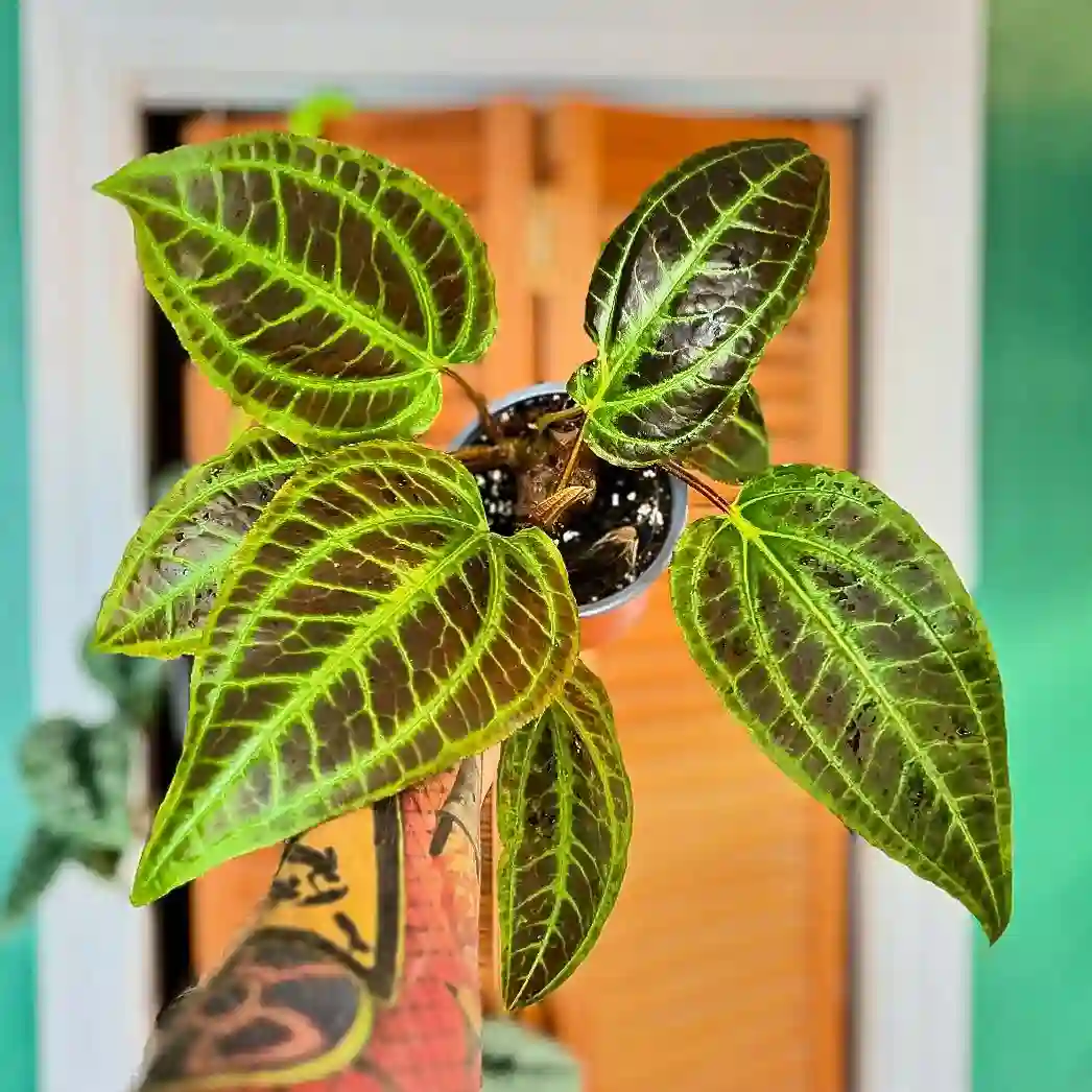 Plant FAQs: Monolena Primuliflora