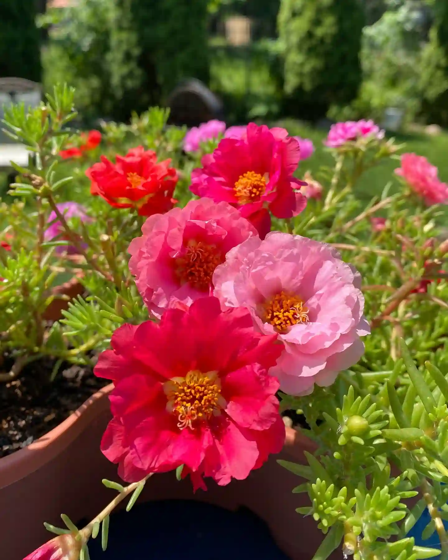 Plant FAQs: Moss Rose - Portulaca Grandiflora