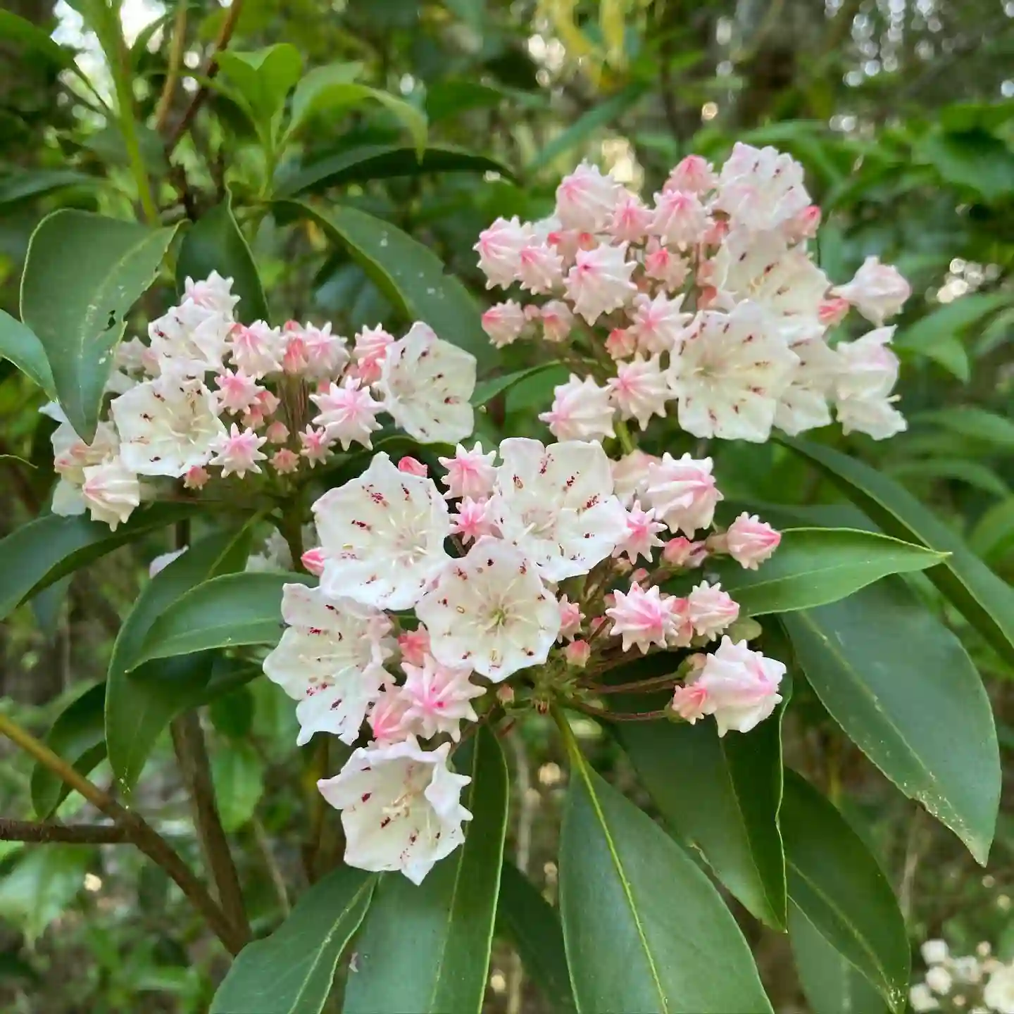 Plant FAQs: Mountain Laurel - Kalmia Latifolia