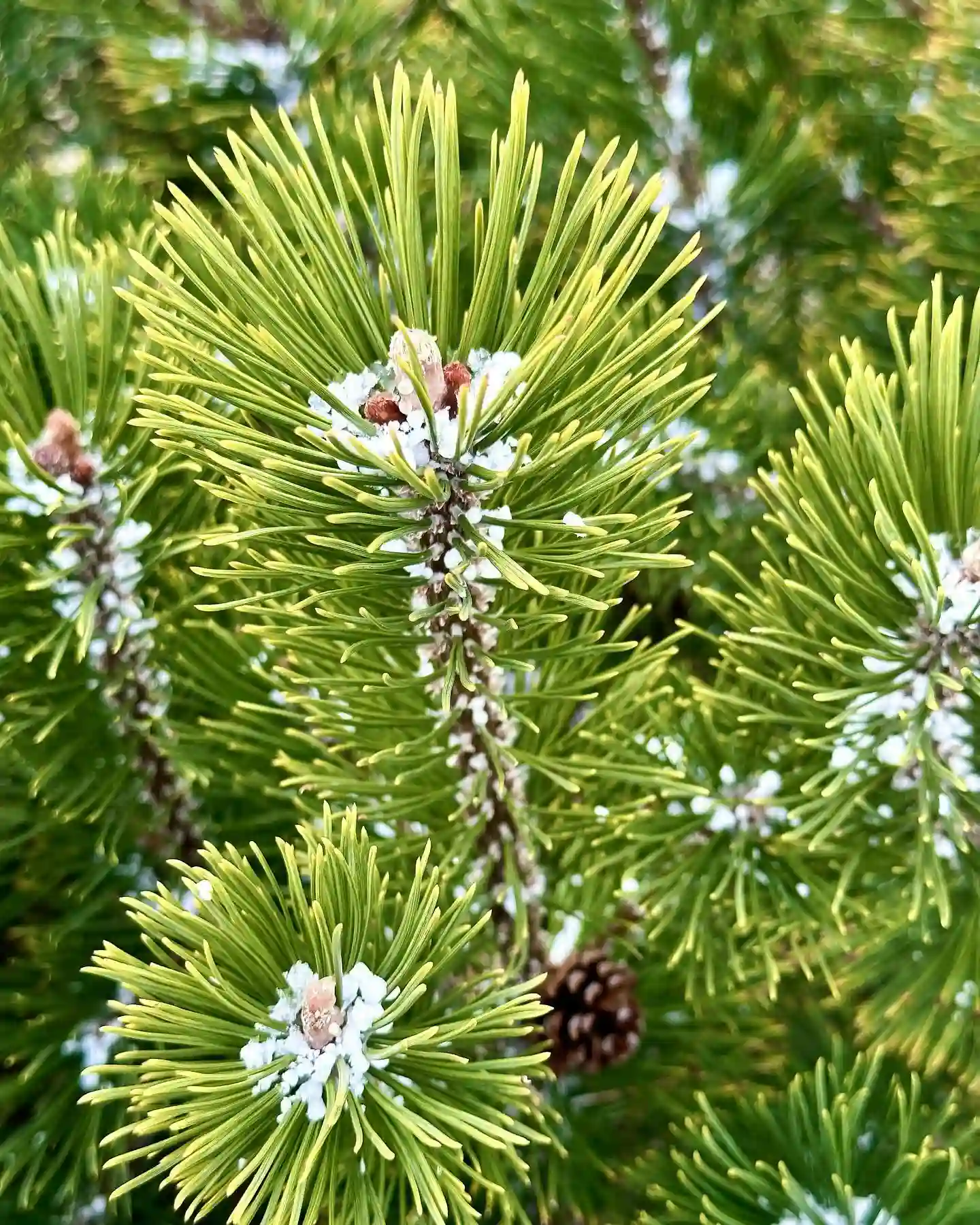 Plant FAQs: Mugo Pine - Pinus Mugo