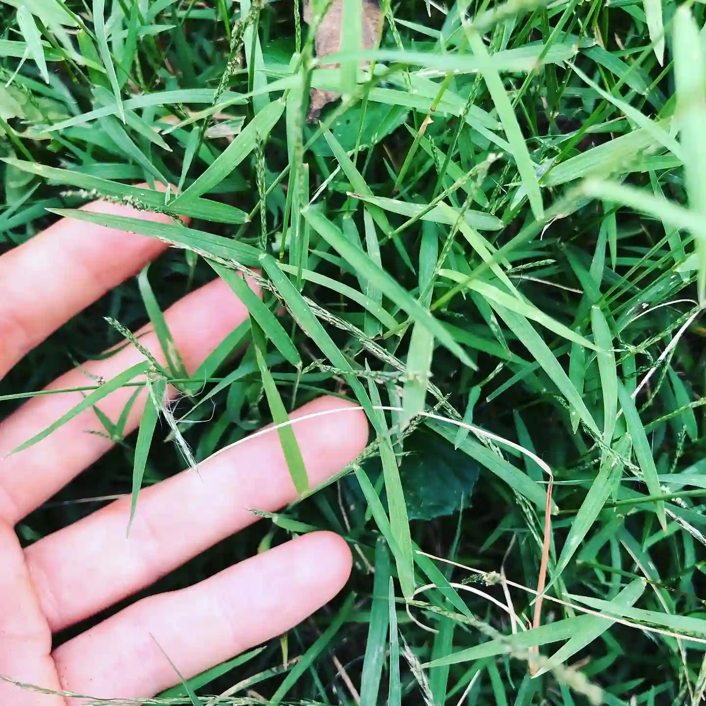 Plant FAQs: Muhlenbergia Schreberi - Nimblewill