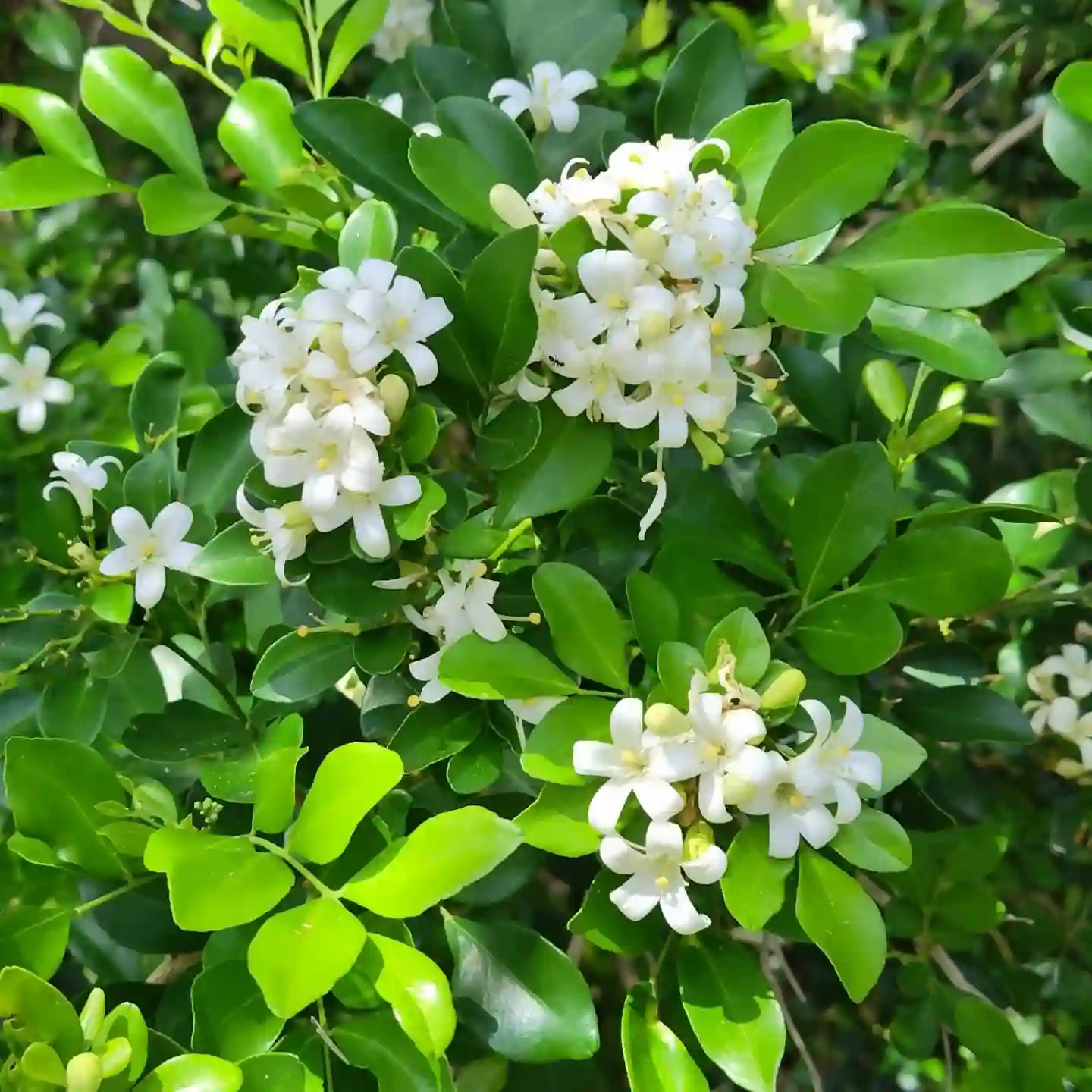 Plant FAQs: Murraya Paniculata - Orange Jasmine