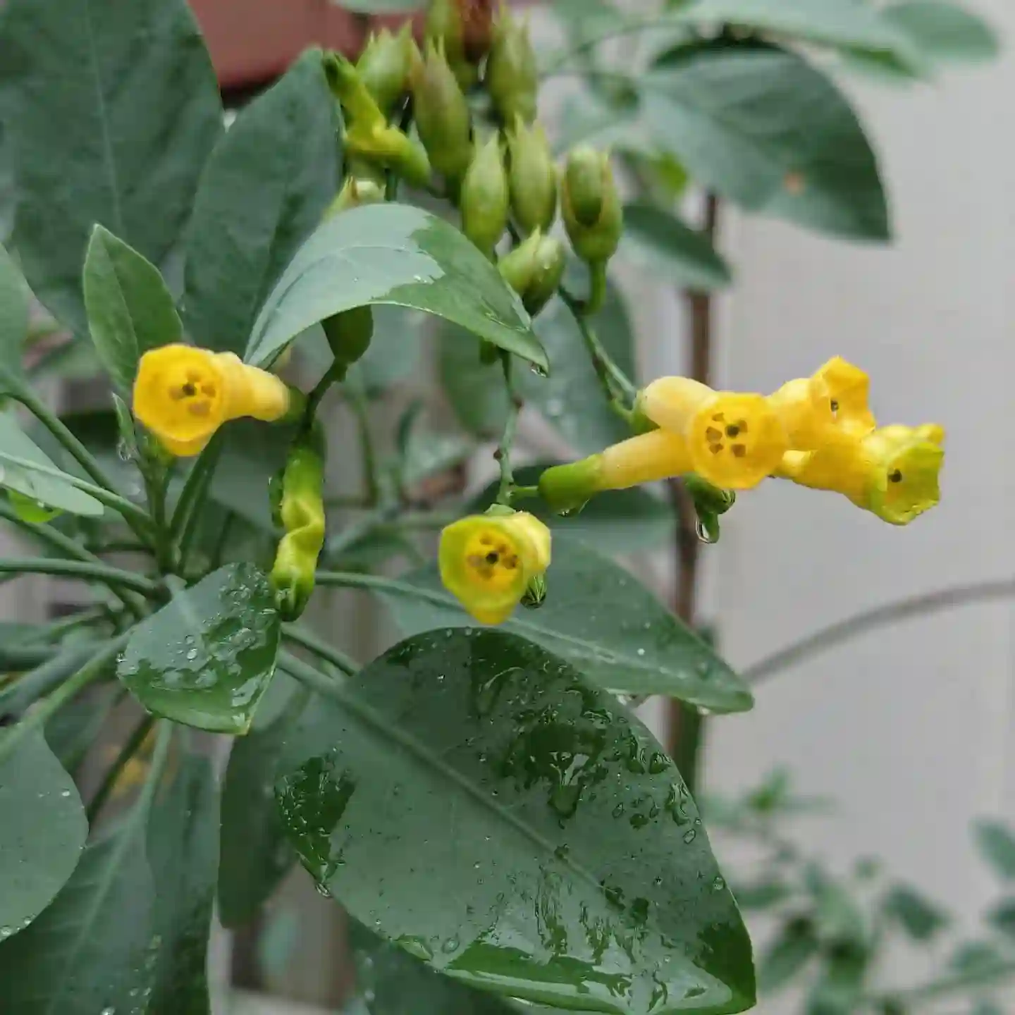 Plant FAQs: Mustard Tree