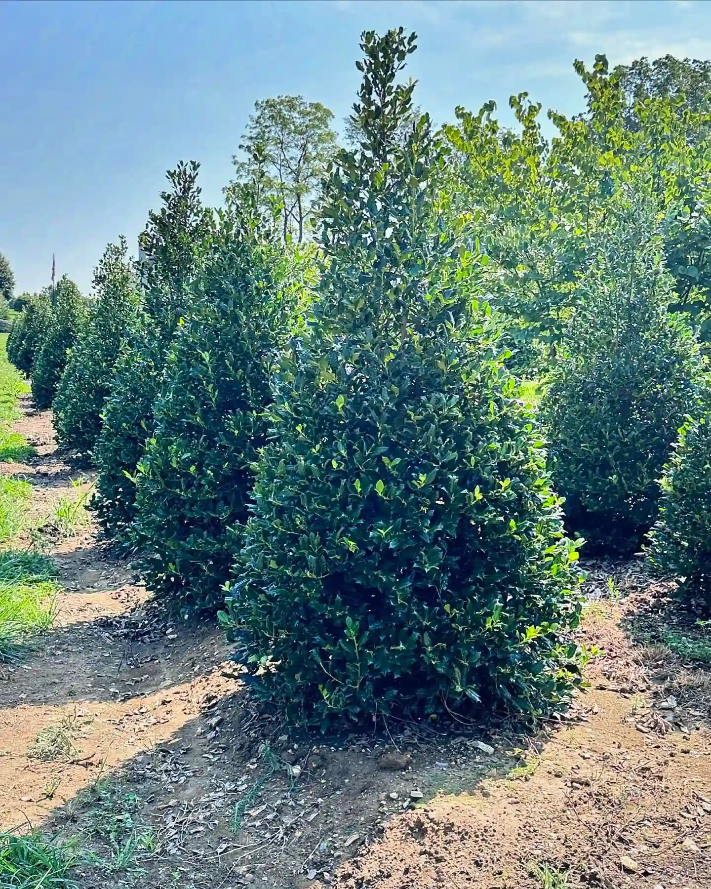 Plant FAQs: Nellie Stevens Holly - Ilex x 'Nellie R. Stevens'