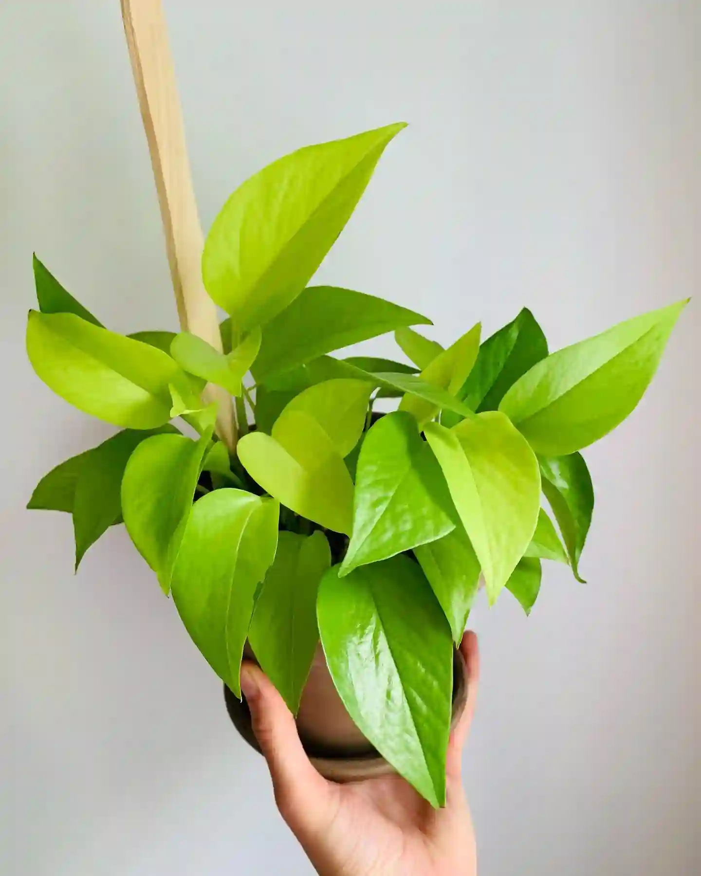 Plant FAQs: Neon Pothos - Epipremnum Aureum 'Neon'