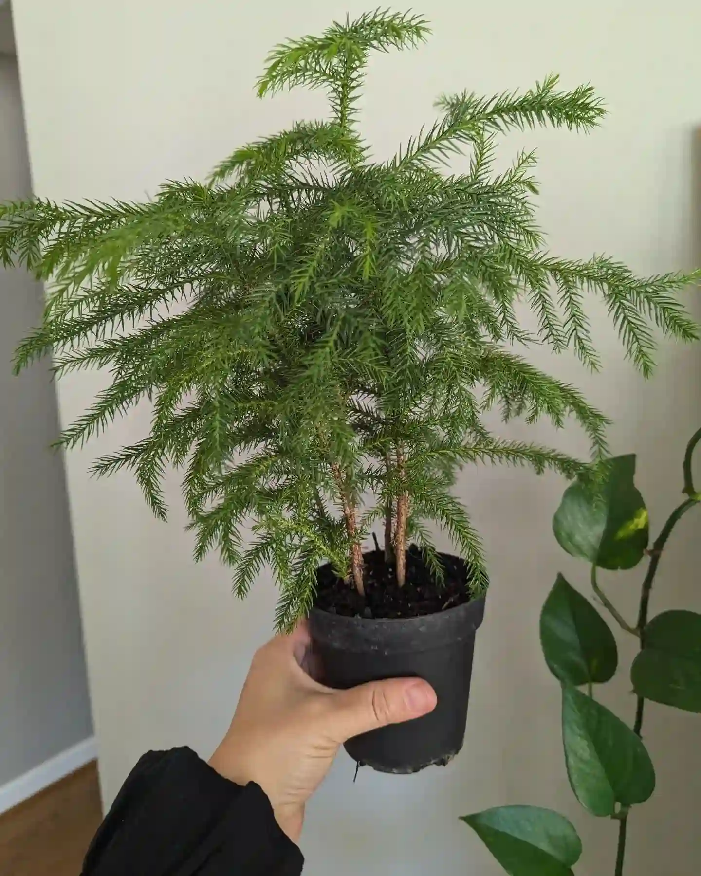 Plant FAQs: Norfolk Island Pine - Araucaria Heterophylla