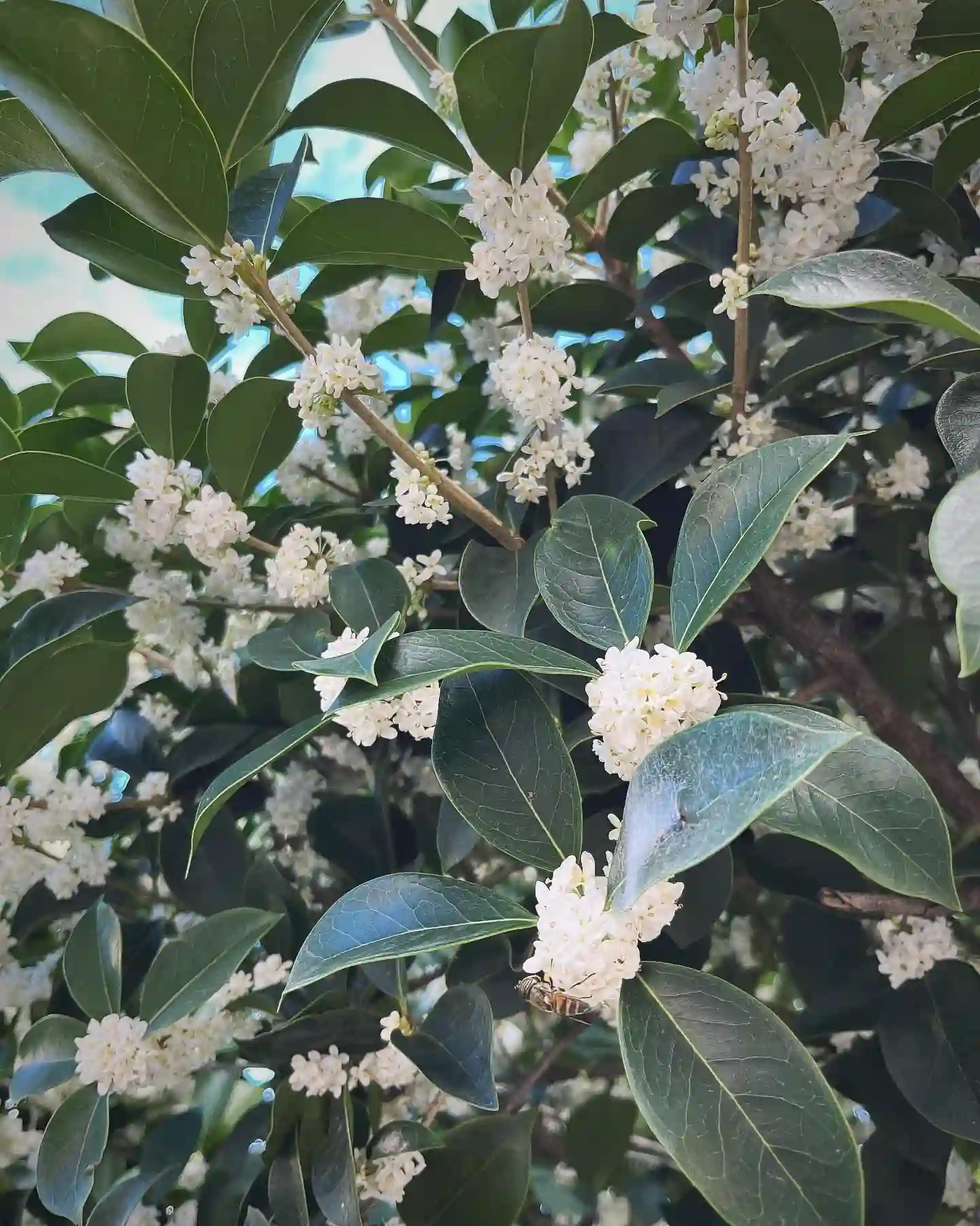 Plant FAQs: Osmanthus